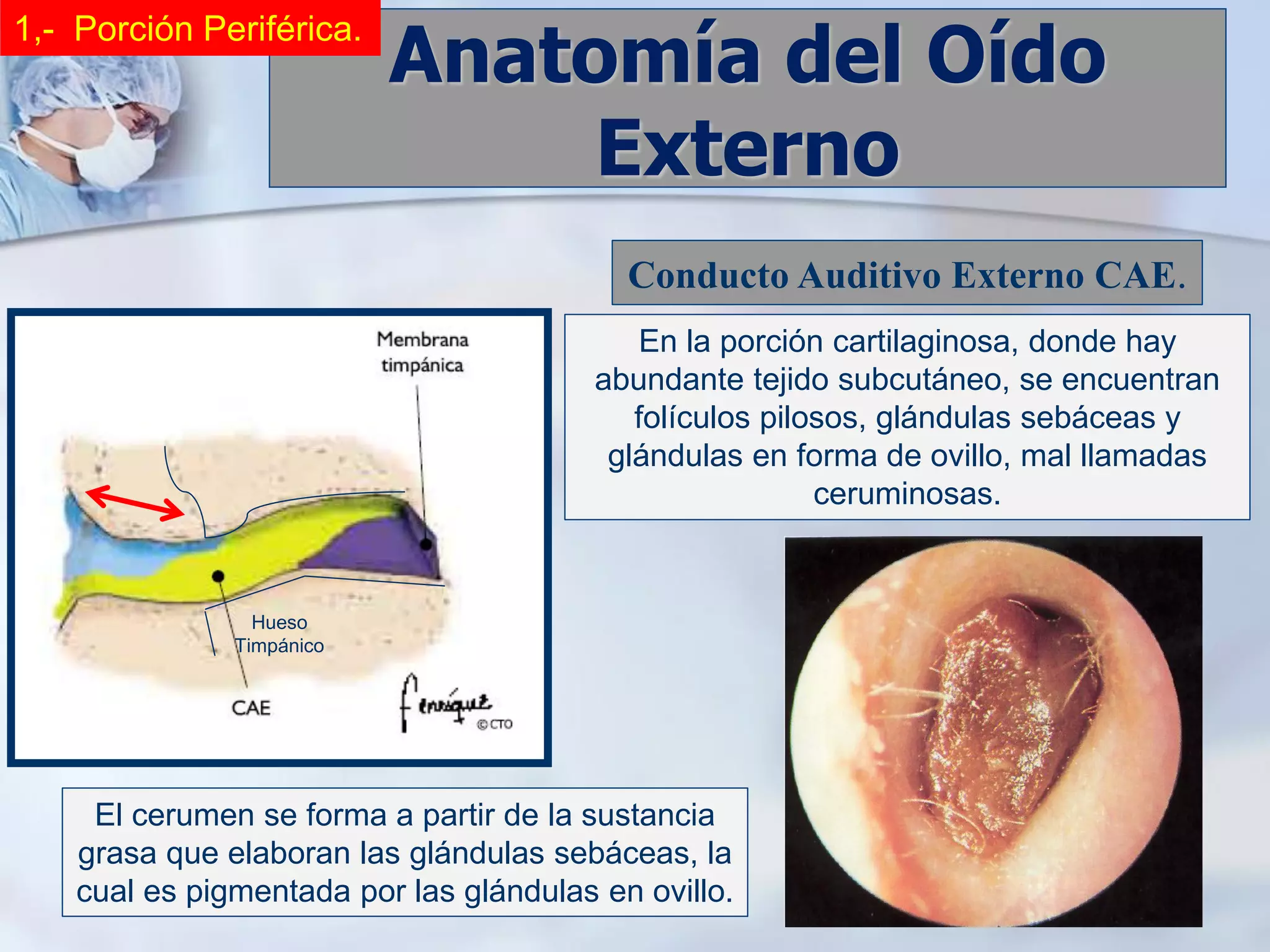 2 embriologia y anatomia del oido ( Otorrinolaringologia) | PDF