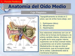 2 embriologia y anatomia del oido ( Otorrinolaringologia) | PDF