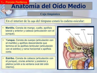 2 embriologia y anatomia del oido ( Otorrinolaringologia) | PDF
