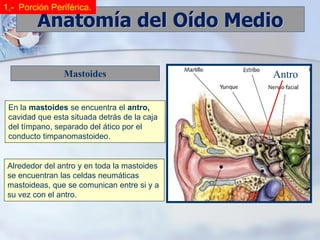 2 embriologia y anatomia del oido ( Otorrinolaringologia) | PDF