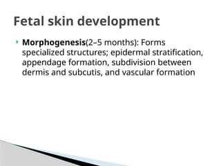 2EMBRYOLOGY OF fetal SKIN DEVELOPMENT - Copy.pptx