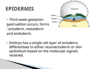 2EMBRYOLOGY OF fetal SKIN DEVELOPMENT - Copy.pptx