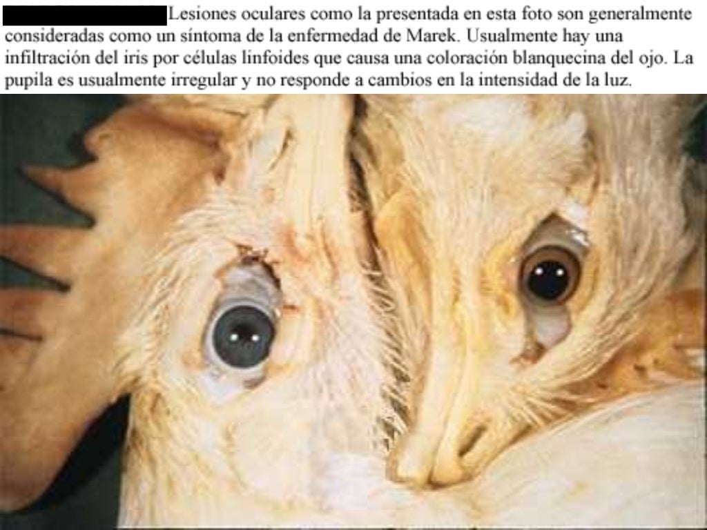 2 enfermedad de marek