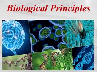 Eng principles of human developmet | PPT
