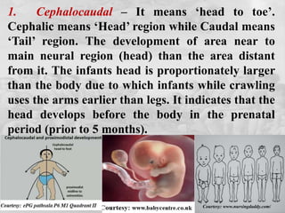 Eng principles of human developmet | PPT