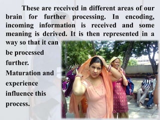 Stages of memory formation | PPT