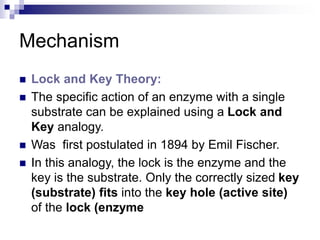 2 Enzymes lec .ppt