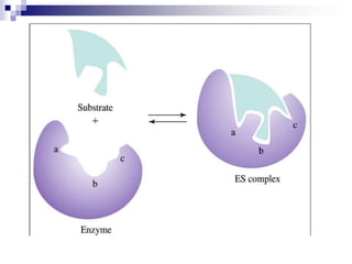 2 Enzymes lec .ppt