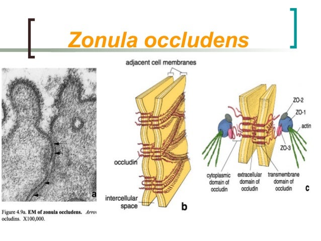 2 epitelios y glandulas