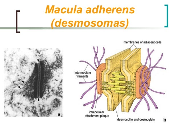 2 epitelios y glandulas