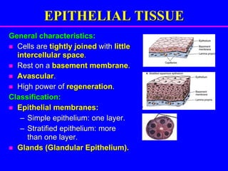 Epithelial Tissue in histology in medicine | PDF