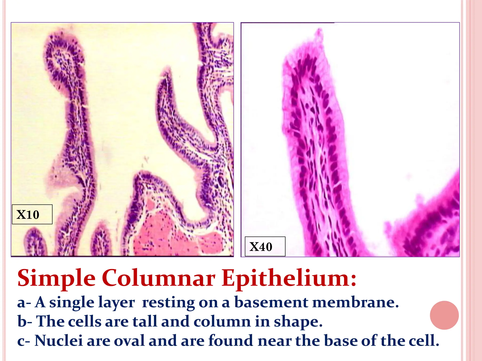 2 Epithelium and CT for 1st year mbbs.pdf