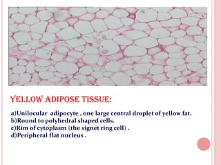 2 Epithelium and CT for 1st year mbbs.pdf