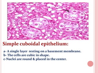 2 Epithelium and CT for 1st year mbbs.pdf