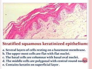 2 Epithelium and CT for 1st year mbbs.pdf