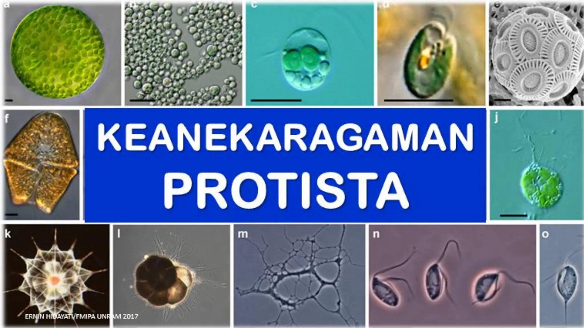 keanekaragaman protista dan fungi | PDF
