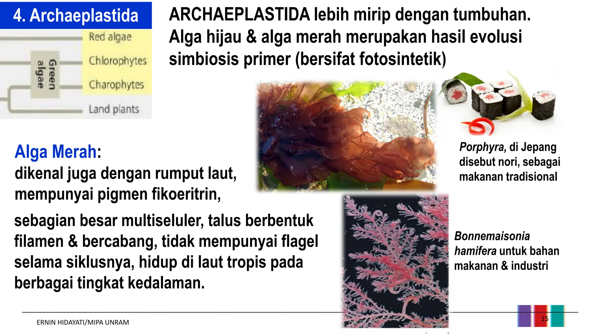 keanekaragaman protista dan fungi | PDF