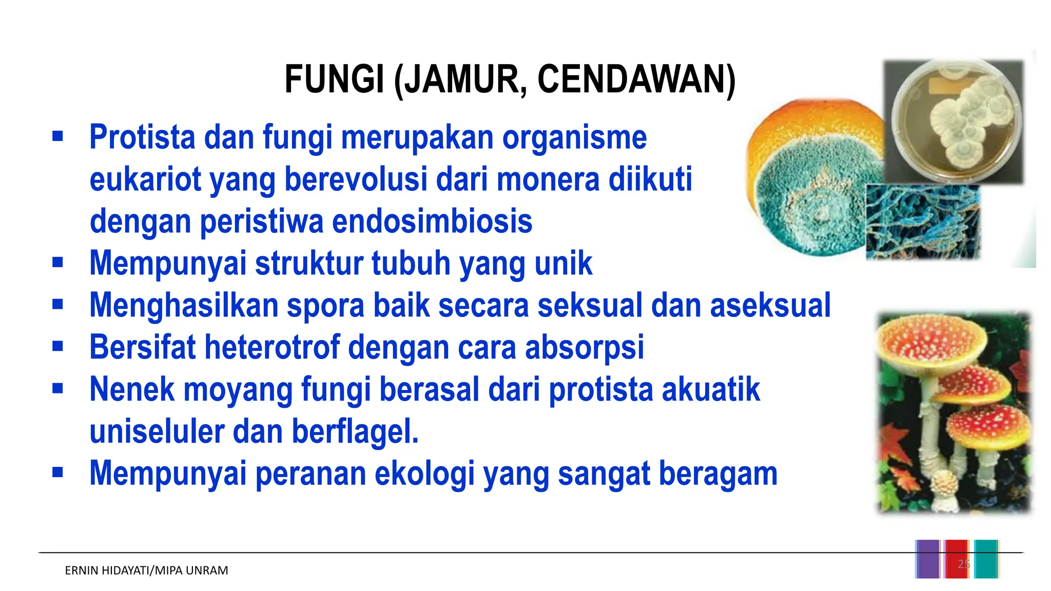 keanekaragaman protista dan fungi | PDF