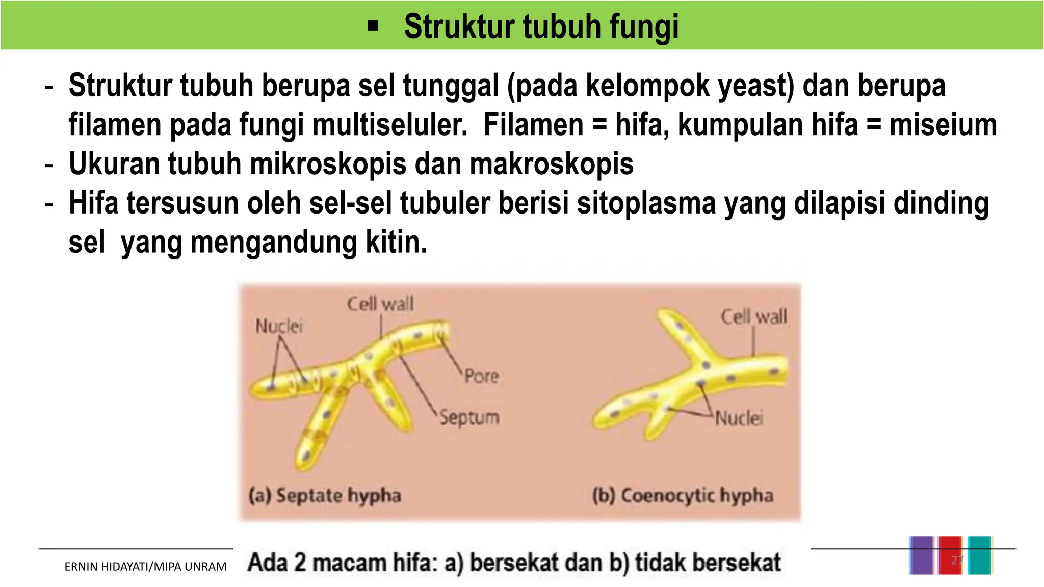 keanekaragaman protista dan fungi | PDF