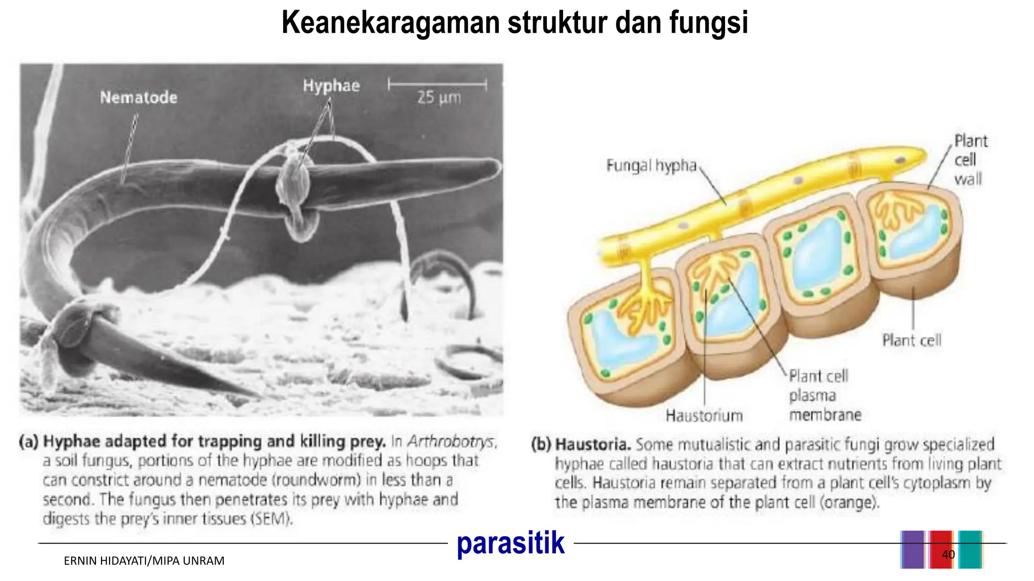 keanekaragaman protista dan fungi | PDF