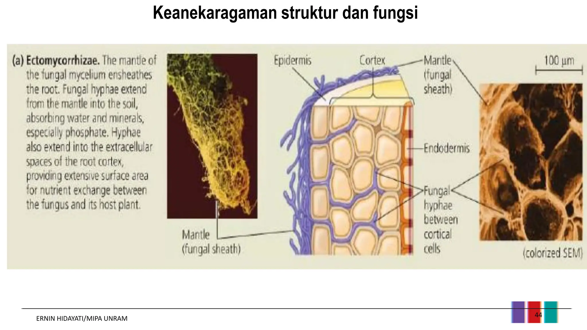 keanekaragaman protista dan fungi | PDF