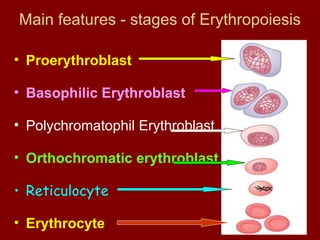 2 heamatology on the 2 ERYTHROPOIESIS.ppt