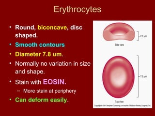 2 ERYTHROPOIESIS.pptschool of clinical sci | PPT