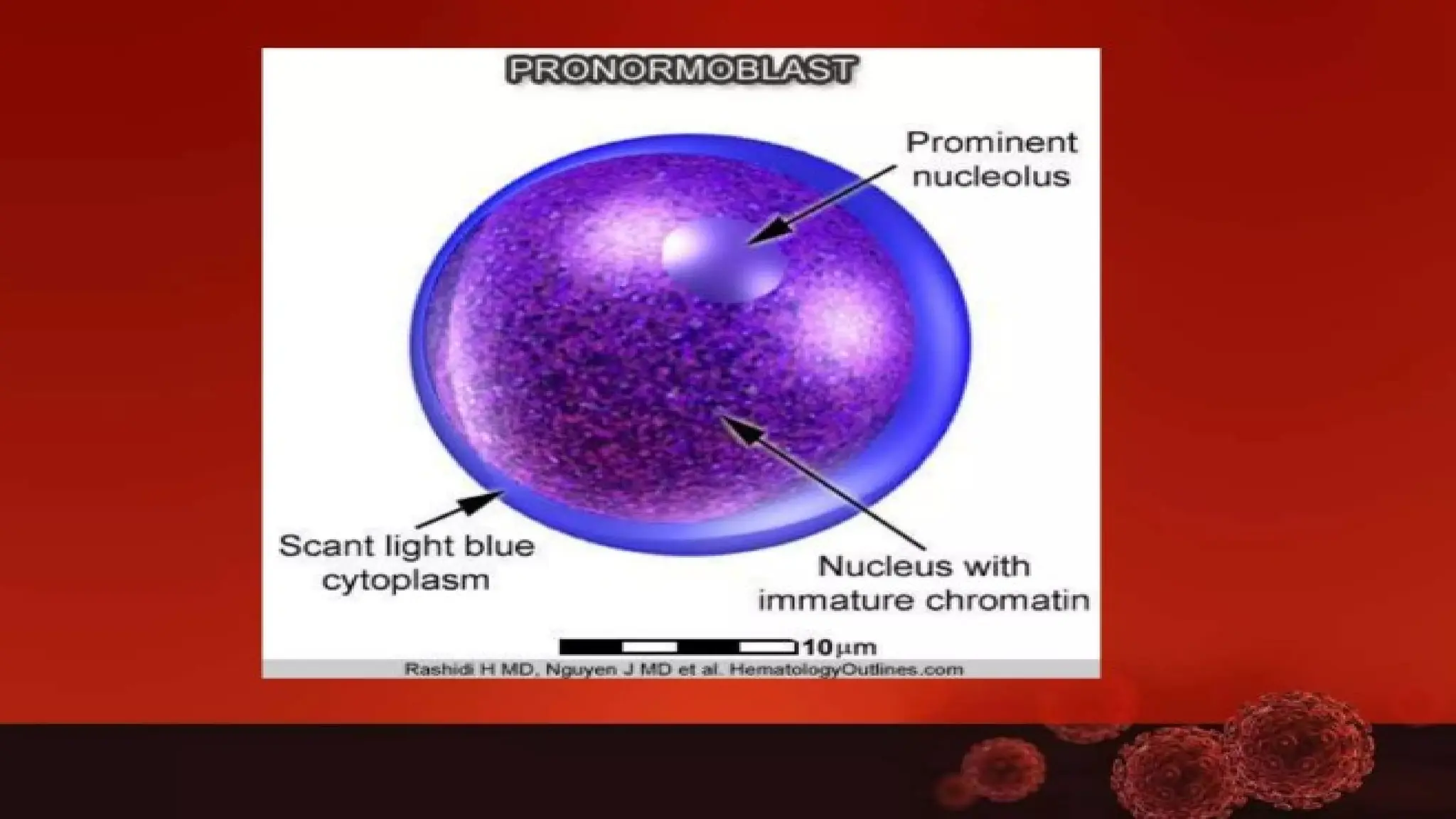 DPT - Physiology - II (Blood Physiology) Erythropoiesis and Red blood ...