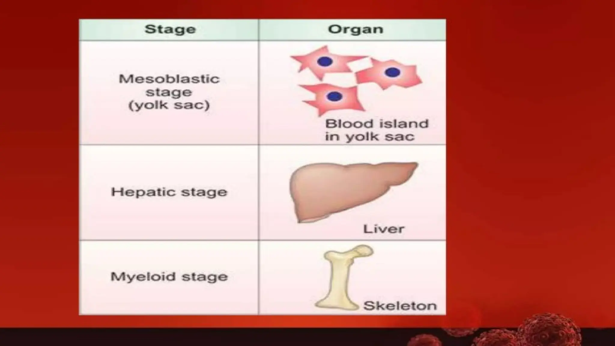 DPT - Physiology - II (Blood Physiology) Erythropoiesis and Red blood ...