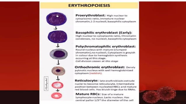 DPT - Physiology - II (Blood Physiology) Erythropoiesis and Red blood ...