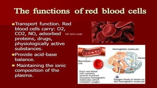 DPT - Physiology - II (Blood Physiology) Erythropoiesis and Red blood ...