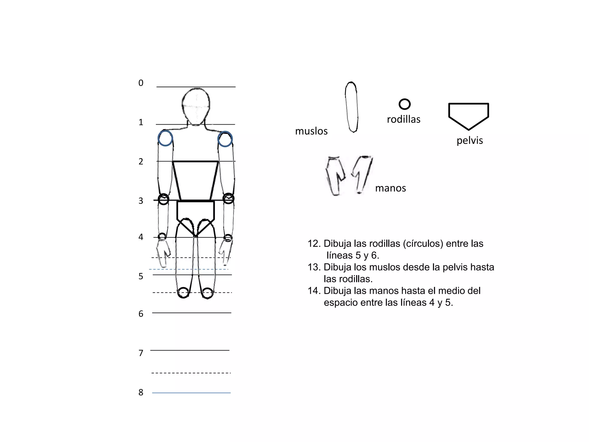 Esquema De Proporciones Del Cuerpo Humano Ppsx