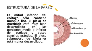 2) ESTÓMAGO Y ESÓFAGO (GENERALIDADES Y FUNCION).pptx