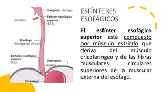 2) ESTÓMAGO Y ESÓFAGO (GENERALIDADES Y FUNCION).pptx