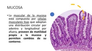 2) ESTÓMAGO Y ESÓFAGO (GENERALIDADES Y FUNCION).pptx