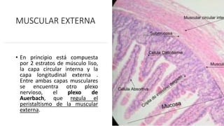 2) ESTÓMAGO Y ESÓFAGO (GENERALIDADES Y FUNCION).pptx