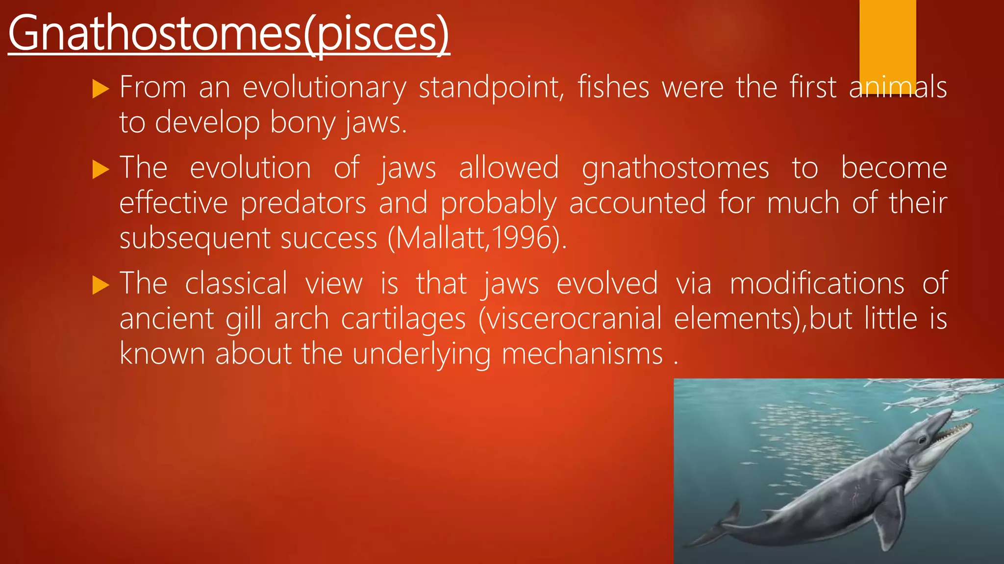 evolution of jaw | PPTX