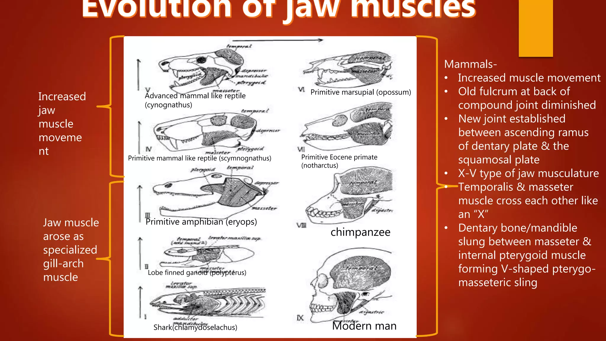 evolution of jaw | PPTX