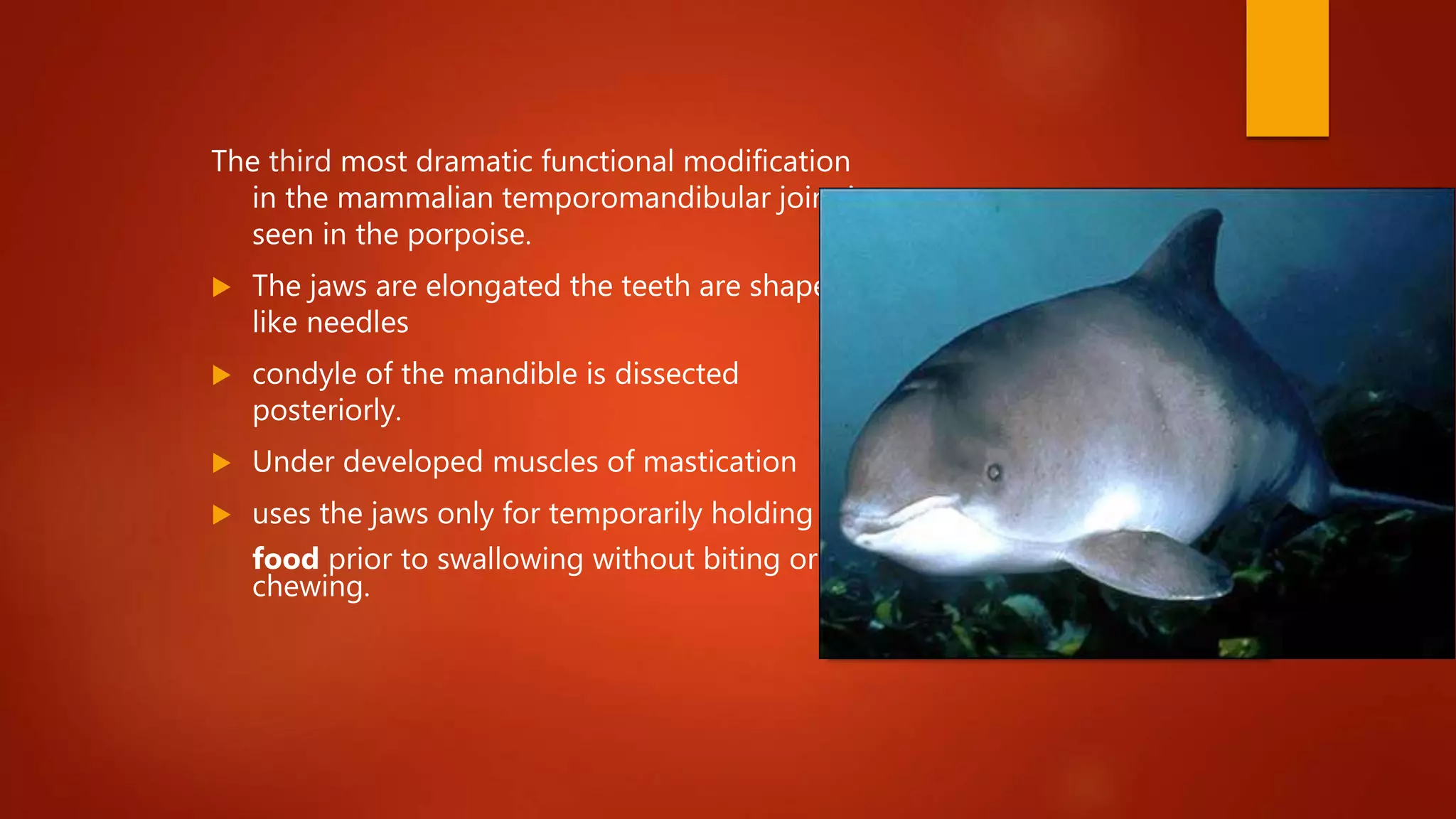 evolution of jaw | PPTX