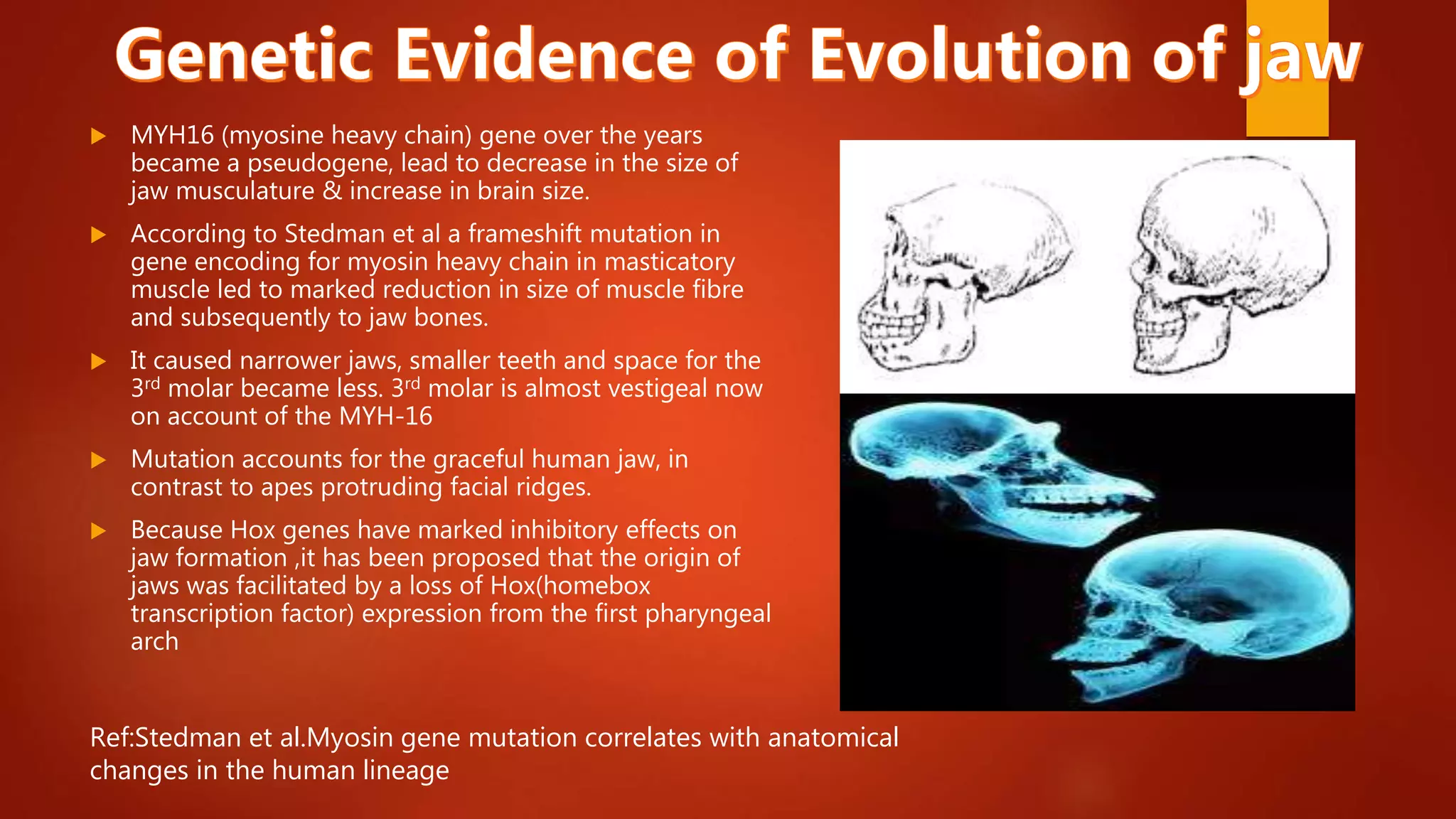 evolution of jaw | PPTX