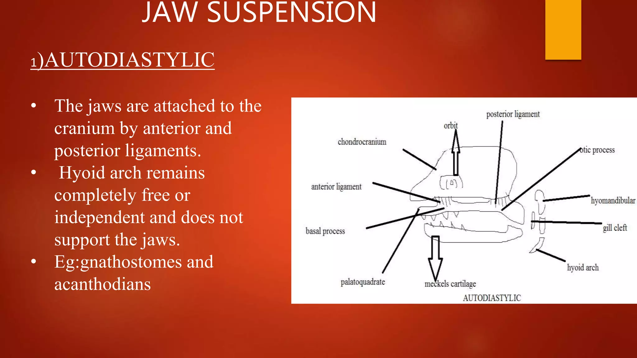 evolution of jaw | PPTX