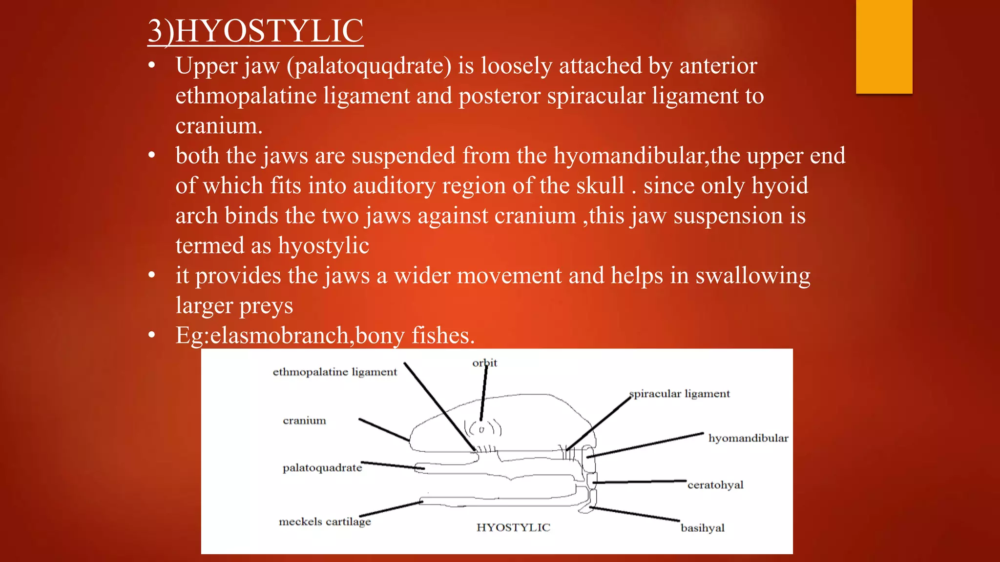 evolution of jaw | PPTX
