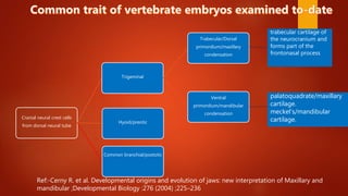 evolution of jaw | PPTX