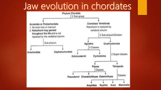evolution of jaw | PPTX