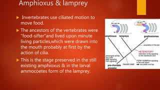 evolution of jaw | PPTX