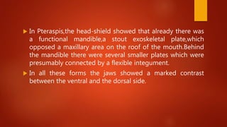 evolution of jaw | PPTX