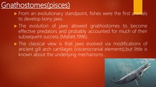 evolution of jaw | PPTX