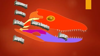 evolution of jaw | PPTX