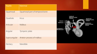 evolution of jaw | PPTX
