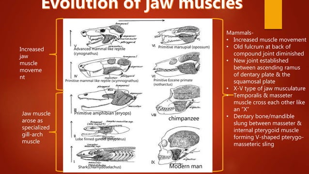 evolution of jaw | PPT